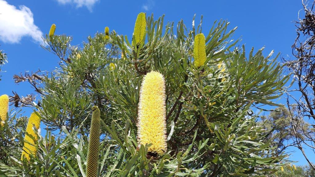 Tickets for Clean Up Australia-Rehabilitating Roe 8 in Coolbellup from ...