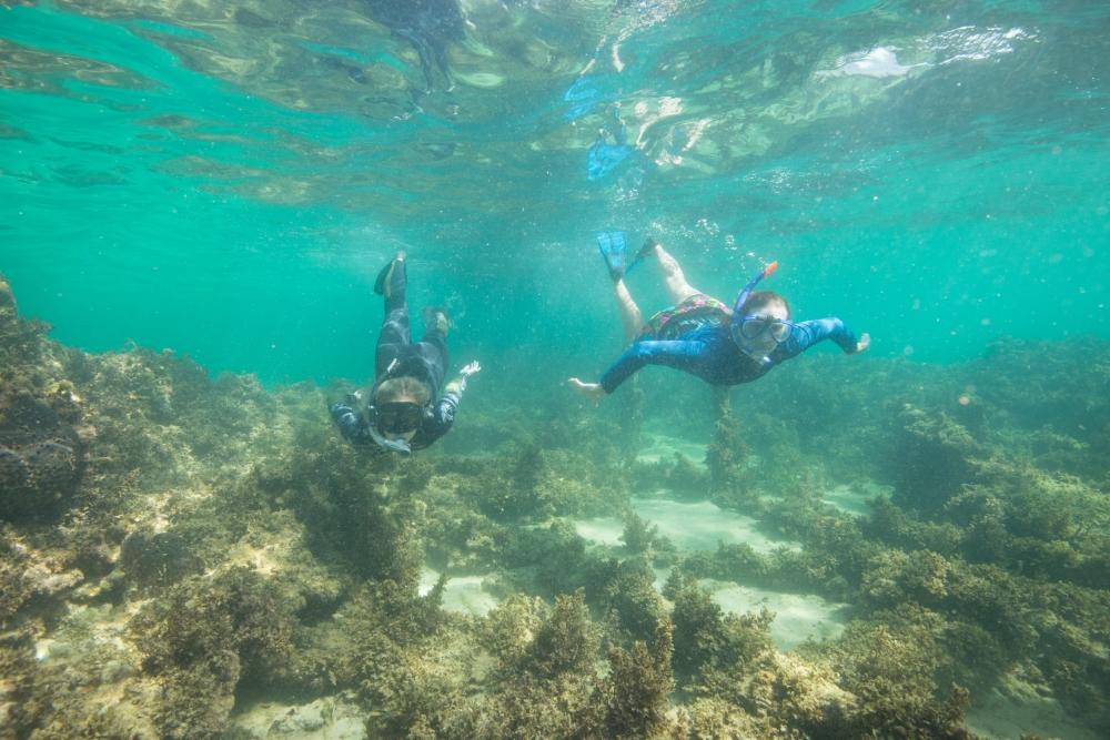 Tickets for Coogee Maritime Trail Family Snorkel - February in North ...