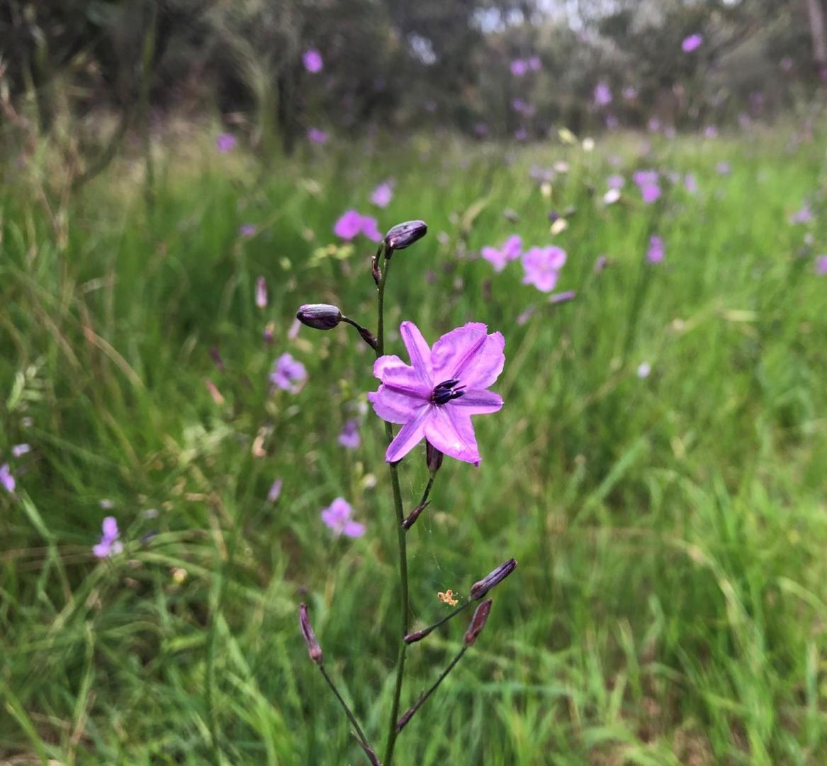Tickets for Charles McCarthy Reserve Nature Walk in St Leonards from ...