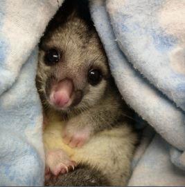 Tickets for Discovery Session - Native Animal Rescue in Hillarys from ...