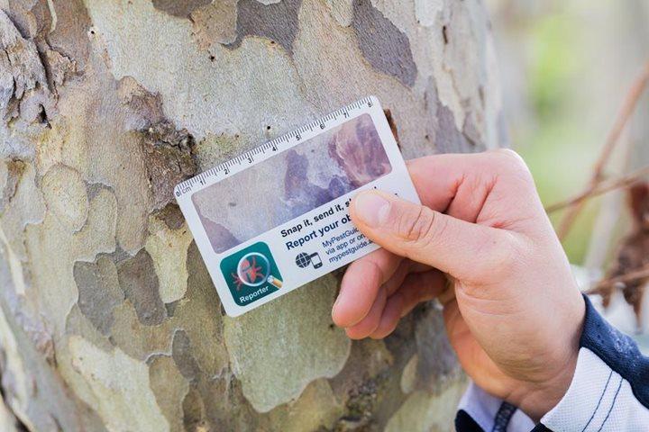 Tickets for WA Tree Festival: PSHB information session in Woodvale from ...