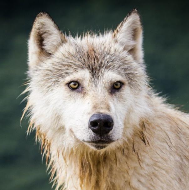 Tickets for Women Rising Wild Retreat with Wolves & Horses in Julian ...