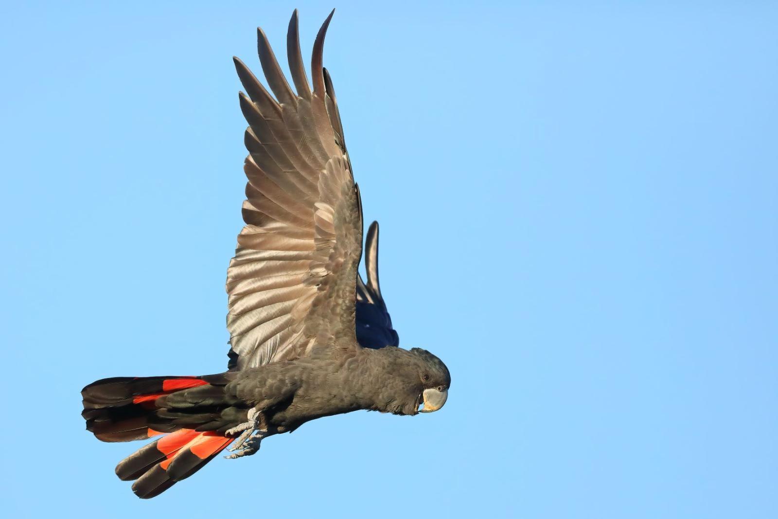 Tickets for Joondalup’s Great Cocky Count Workshop in Joondalup from ...