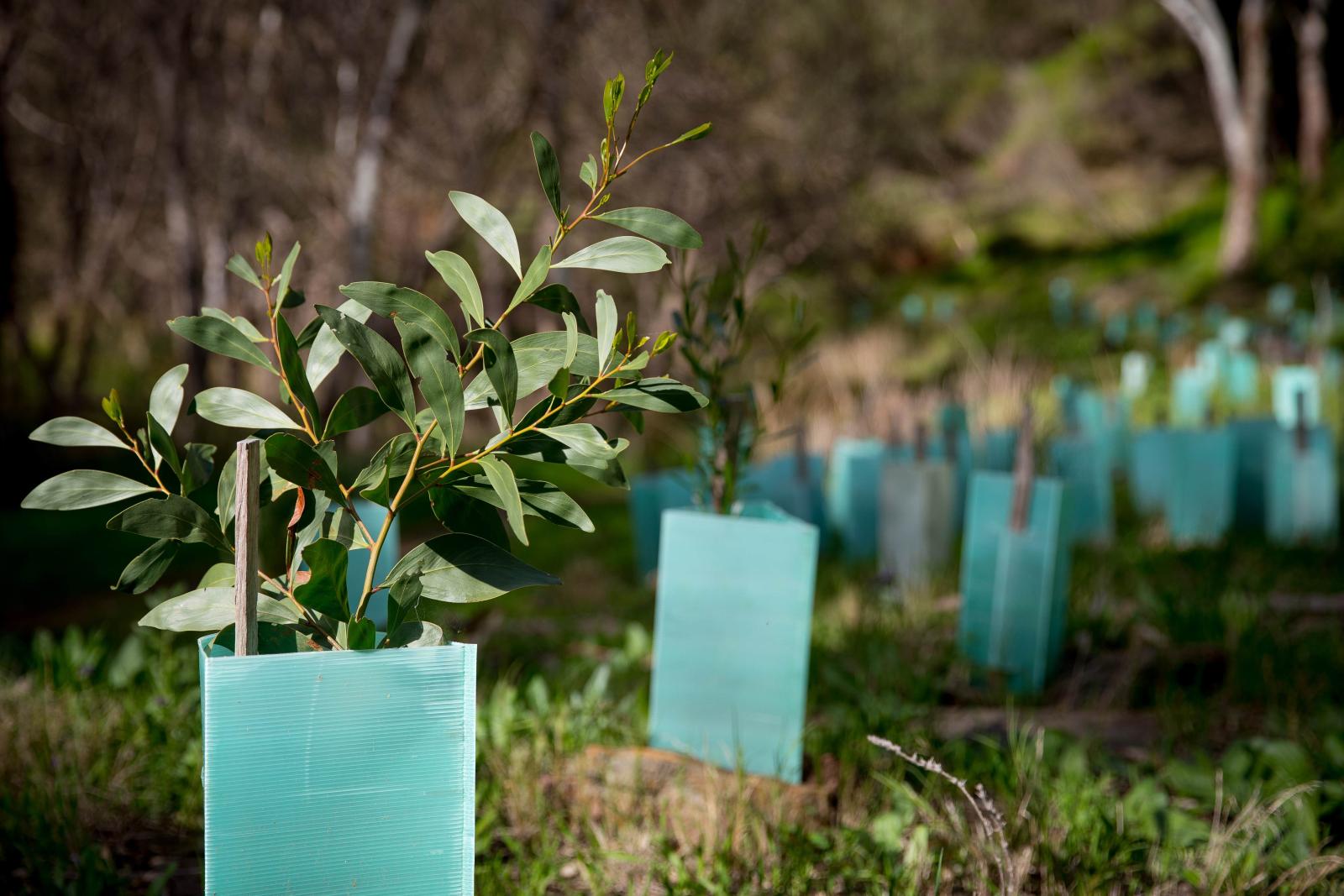 Tickets for Be a Habitat Helper – Shortlands Bluff in Queenscliff from ...