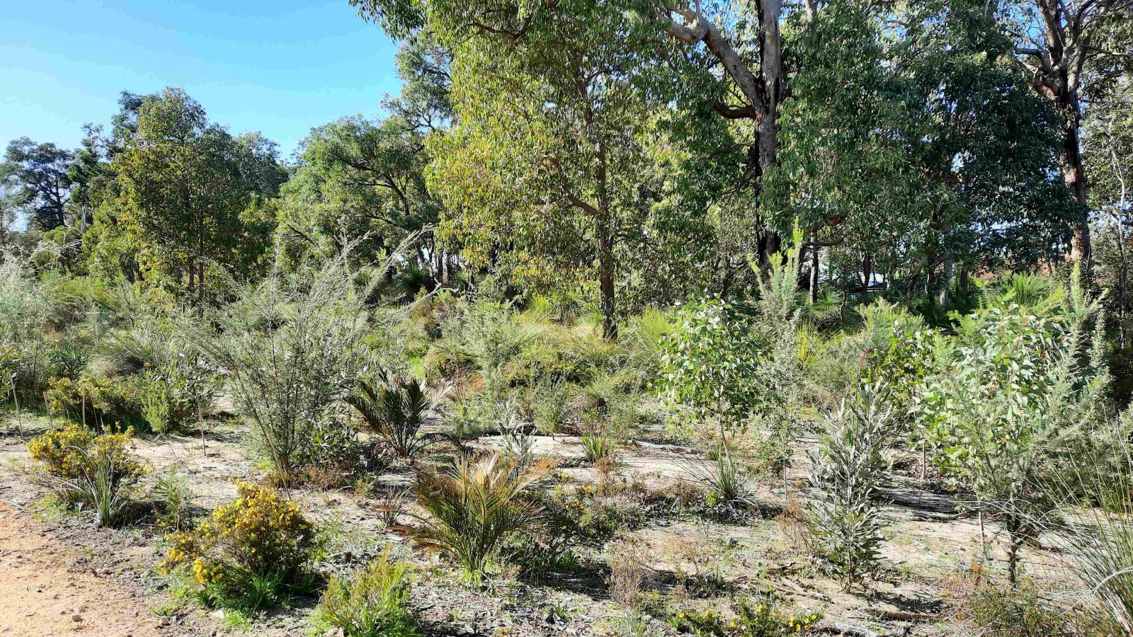 Tickets for Forest Bathing - Rehabilitating Roe 8 in Coolbellup from ...