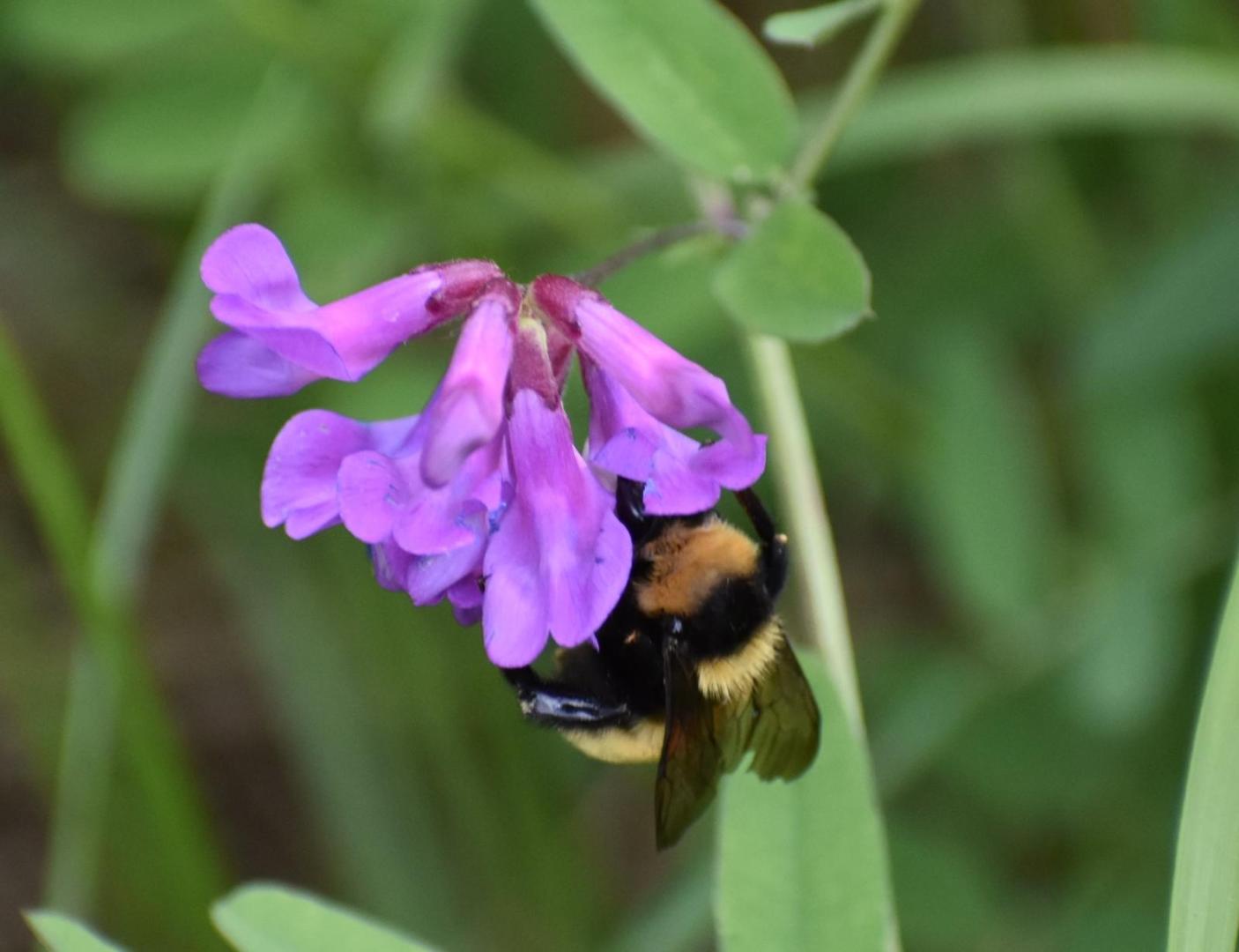 Tickets for LMSP OLC Day Camp - Buggin'/Weather (9-11 YO) in Bottineau ...
